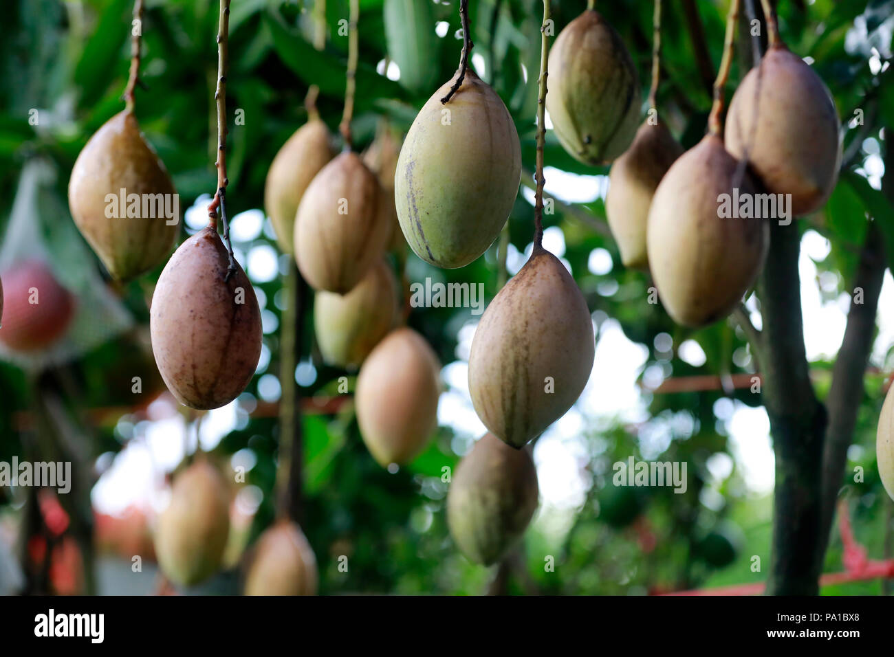 Dhaka, Bangladesh - July 20, 2018: Different varieties of mango trees ...