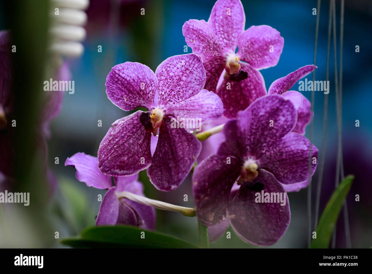 Orchid on mango tree hi-res stock photography and images - Alamy