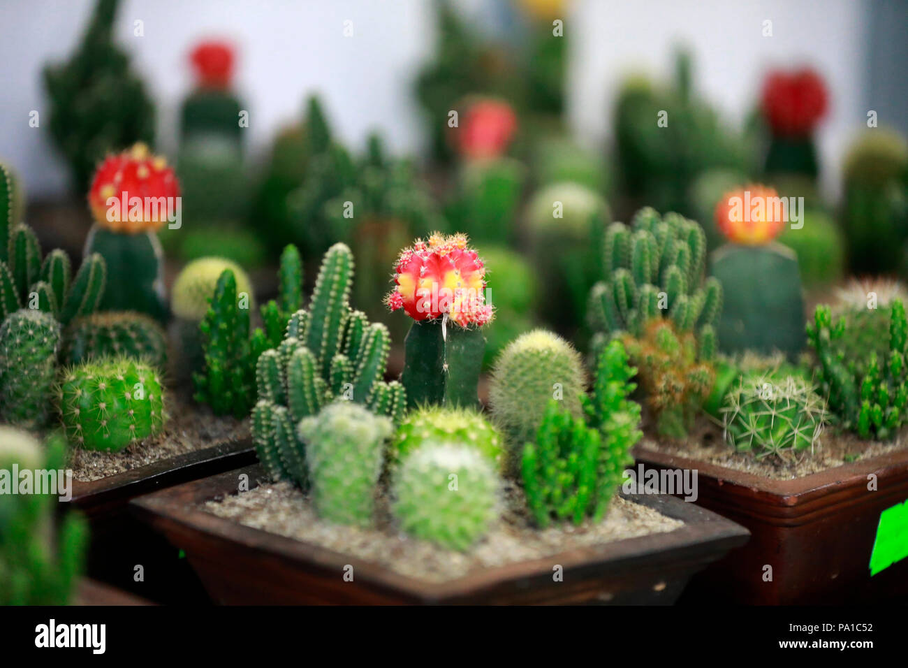 Dhaka, Bangladesh - July 20, 2018: Cacti of different colors are on ...
