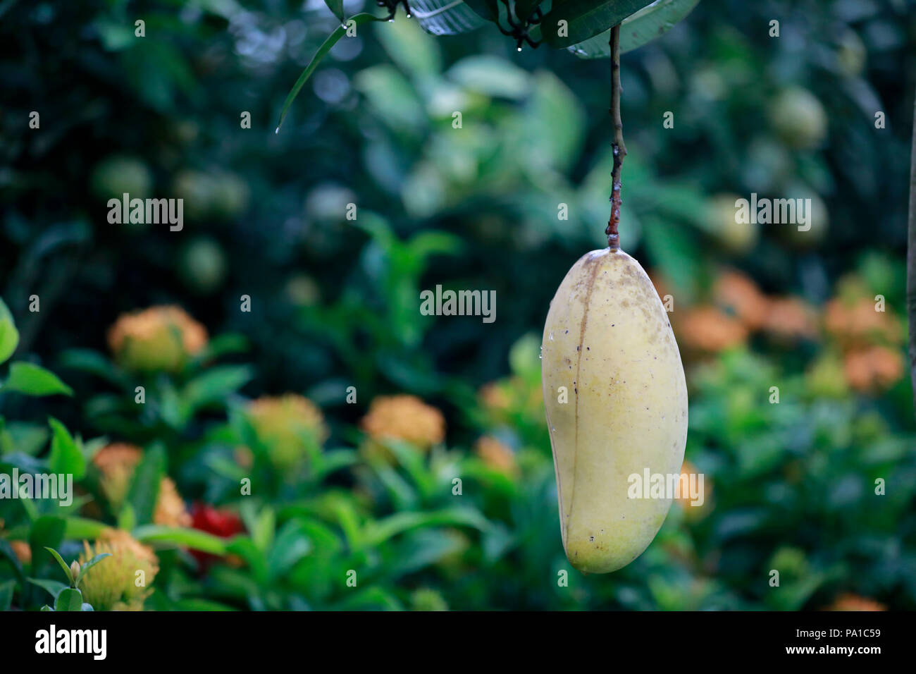 Dhaka, Bangladesh - July 20, 2018: Different varieties of mango trees ...