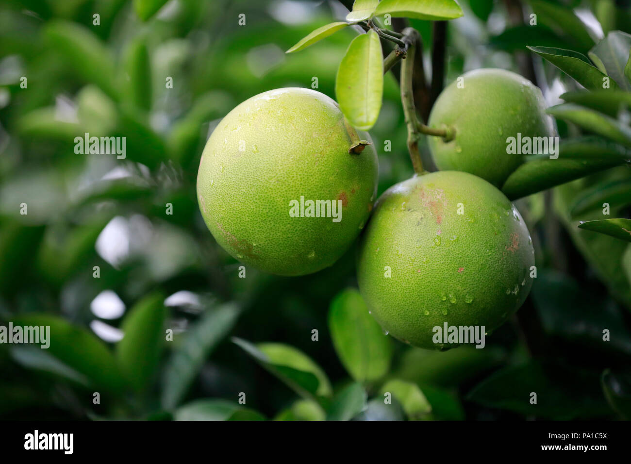 Dhaka, Bangladesh - July 20, 2018: Different varieties of Pomelo trees ...