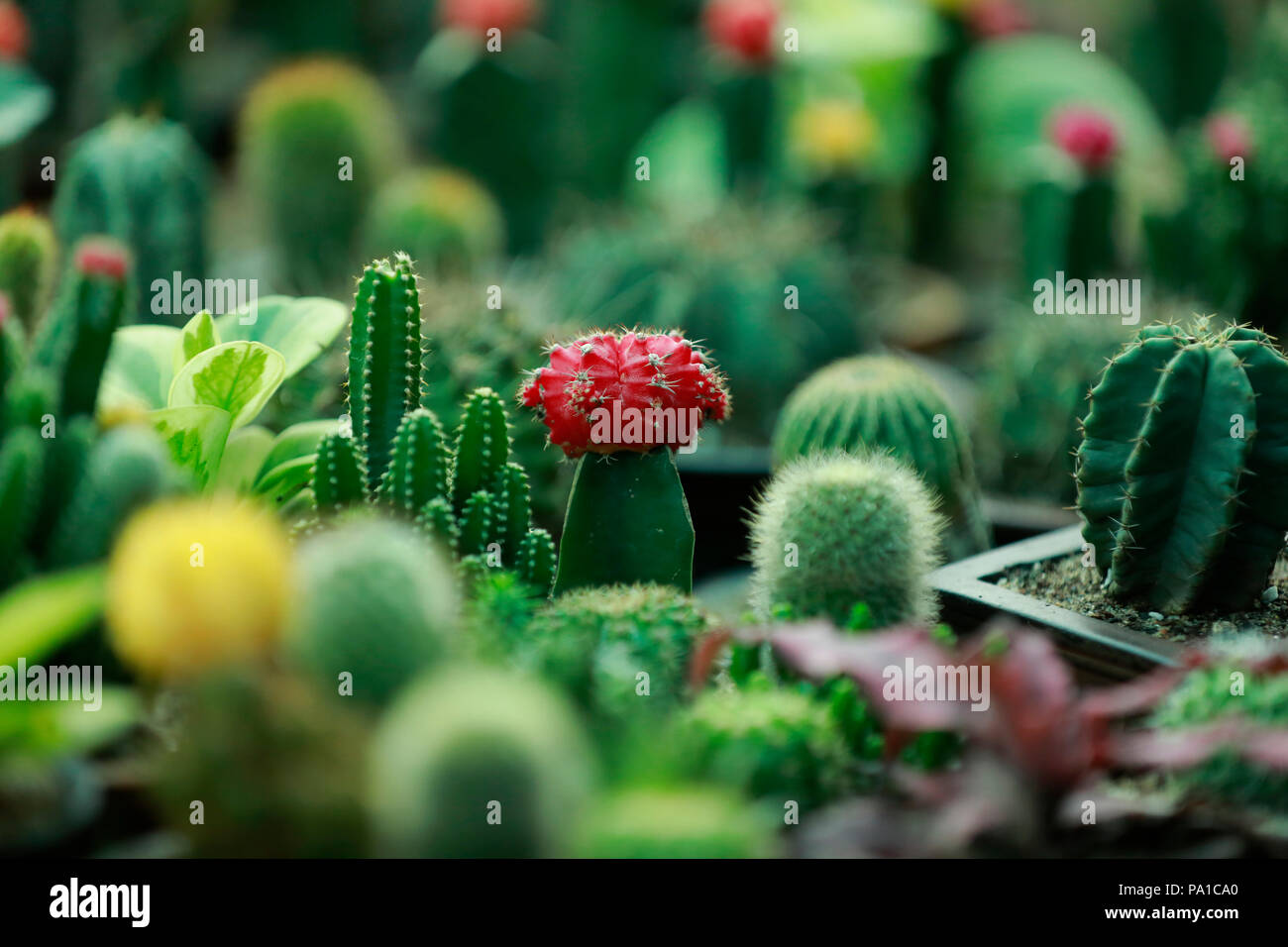 Orchid in bangladesh hi-res stock photography and images - Alamy