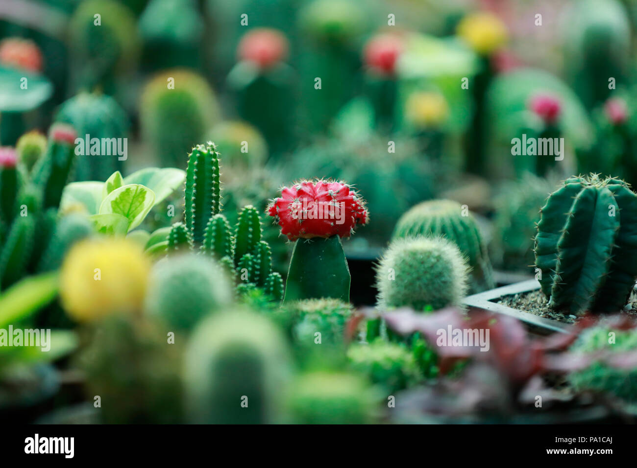 Dhaka, Bangladesh - July 20, 2018: Cacti of different colors are on ...