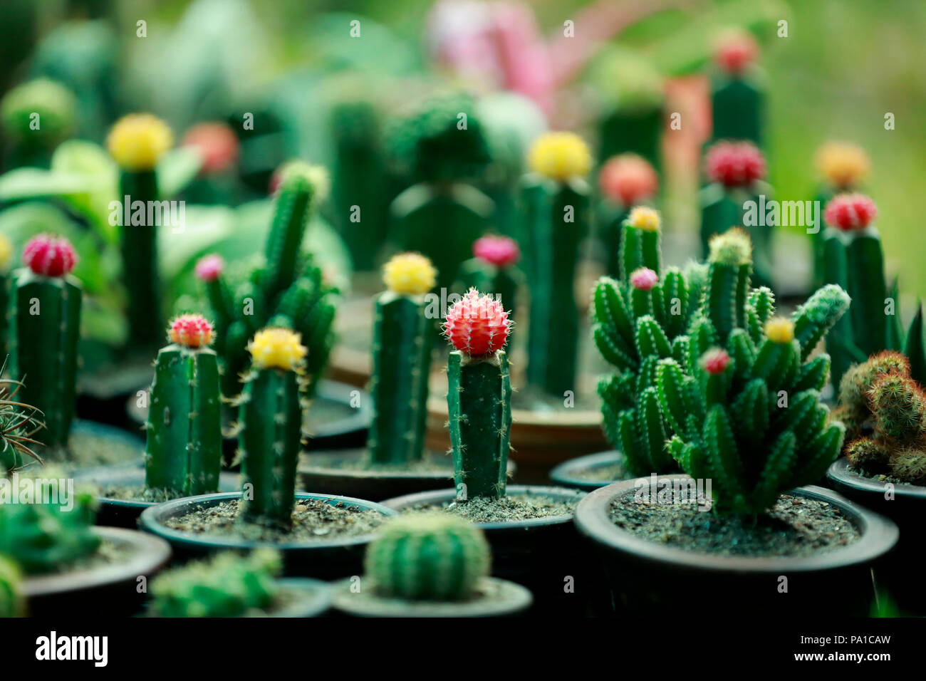 Dhaka, Bangladesh - July 20, 2018: Cacti of different colors are on ...