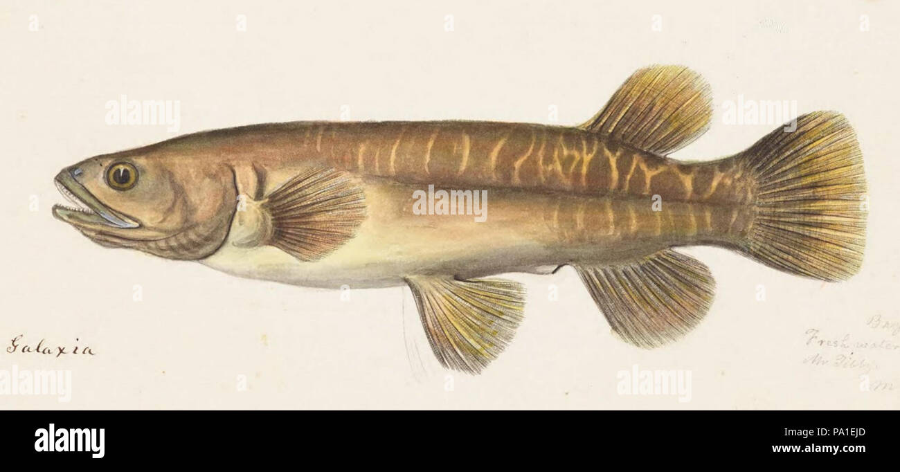 Joseph drayton hi-res stock photography and images - Alamy