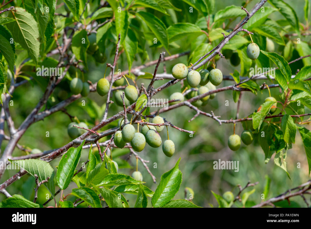 American Plum & unripened fruit. Food source for wildlife, Indians ...