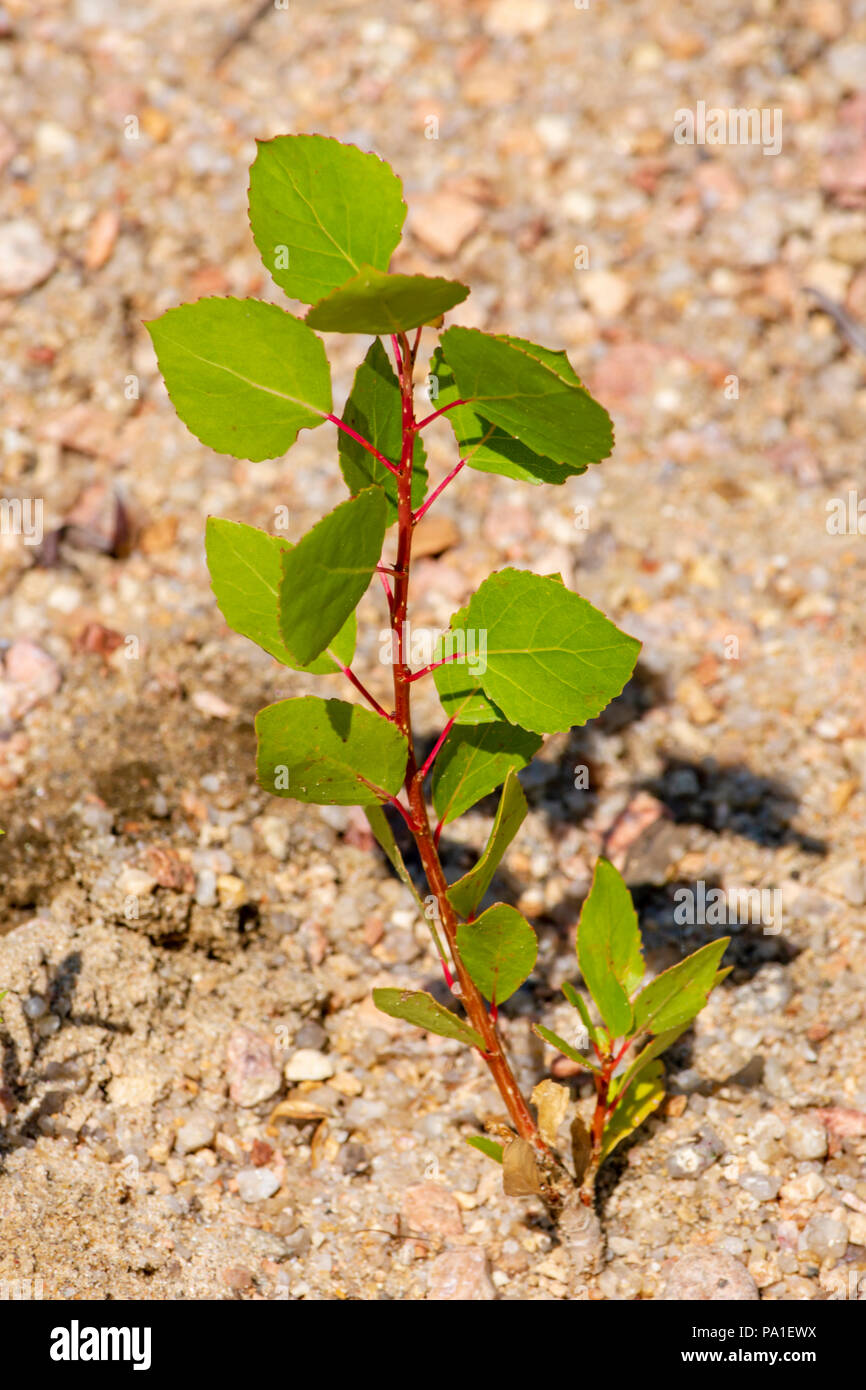 Plains cottonwood tree hi-res stock photography and images - Alamy