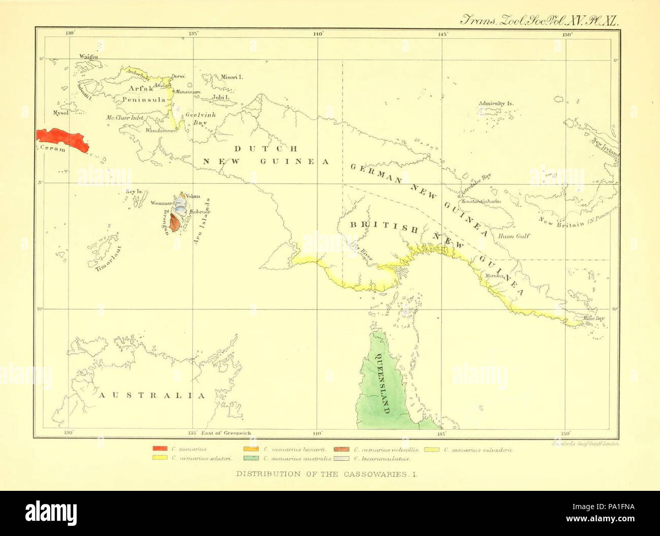Casuarius genus hi-res stock photography and images - Alamy