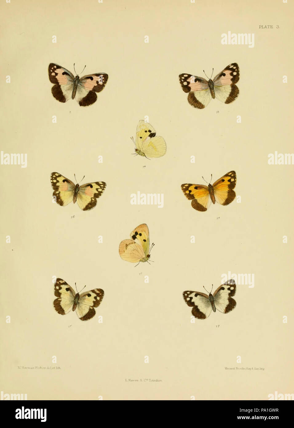 Teracolus hi-res stock photography and images - Alamy