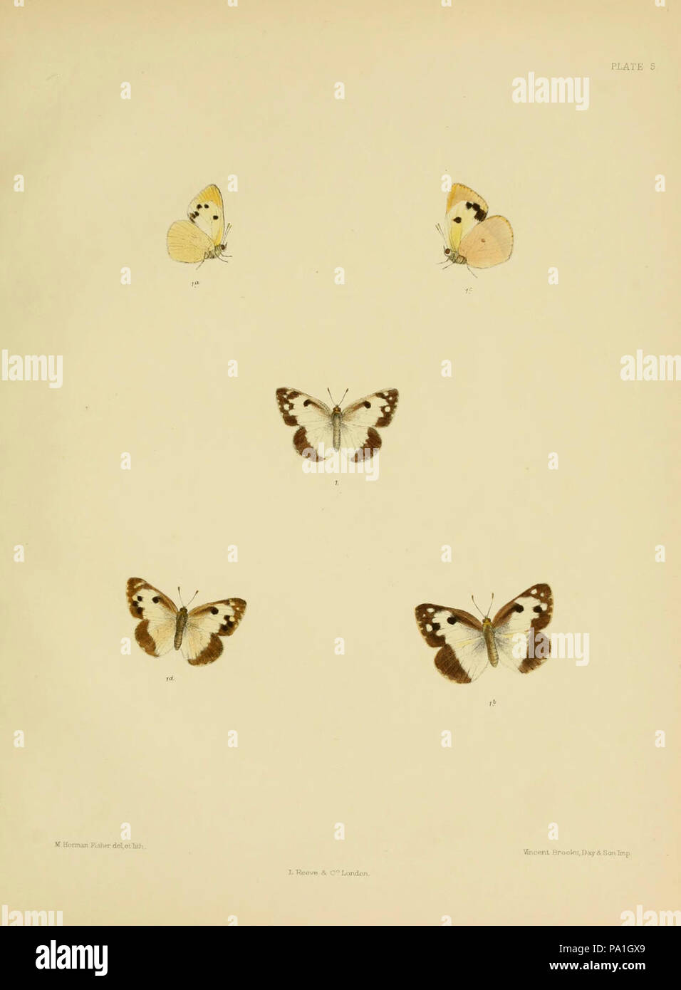 Teracolus hi-res stock photography and images - Alamy