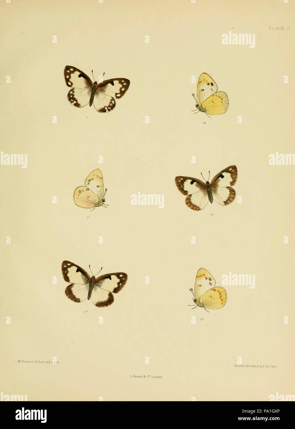 Teracolus hi-res stock photography and images - Alamy