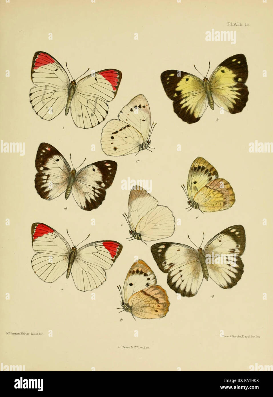 Teracolus hi-res stock photography and images - Alamy