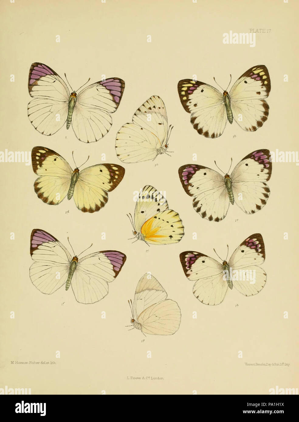 Teracolus hi-res stock photography and images - Alamy