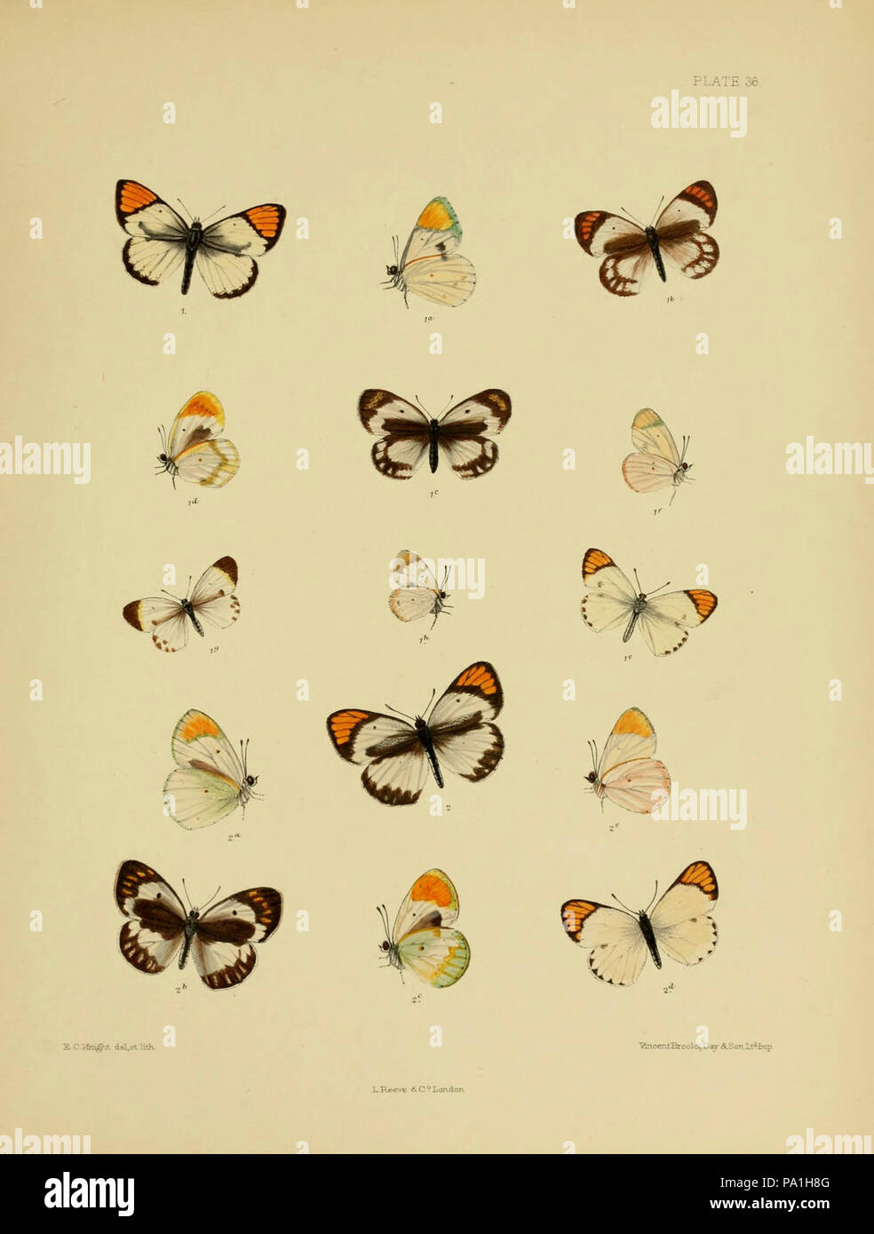 Teracolus hi-res stock photography and images - Alamy