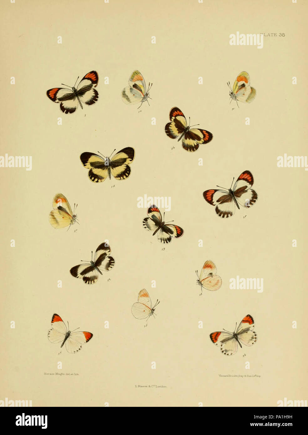 Teracolus hi-res stock photography and images - Alamy