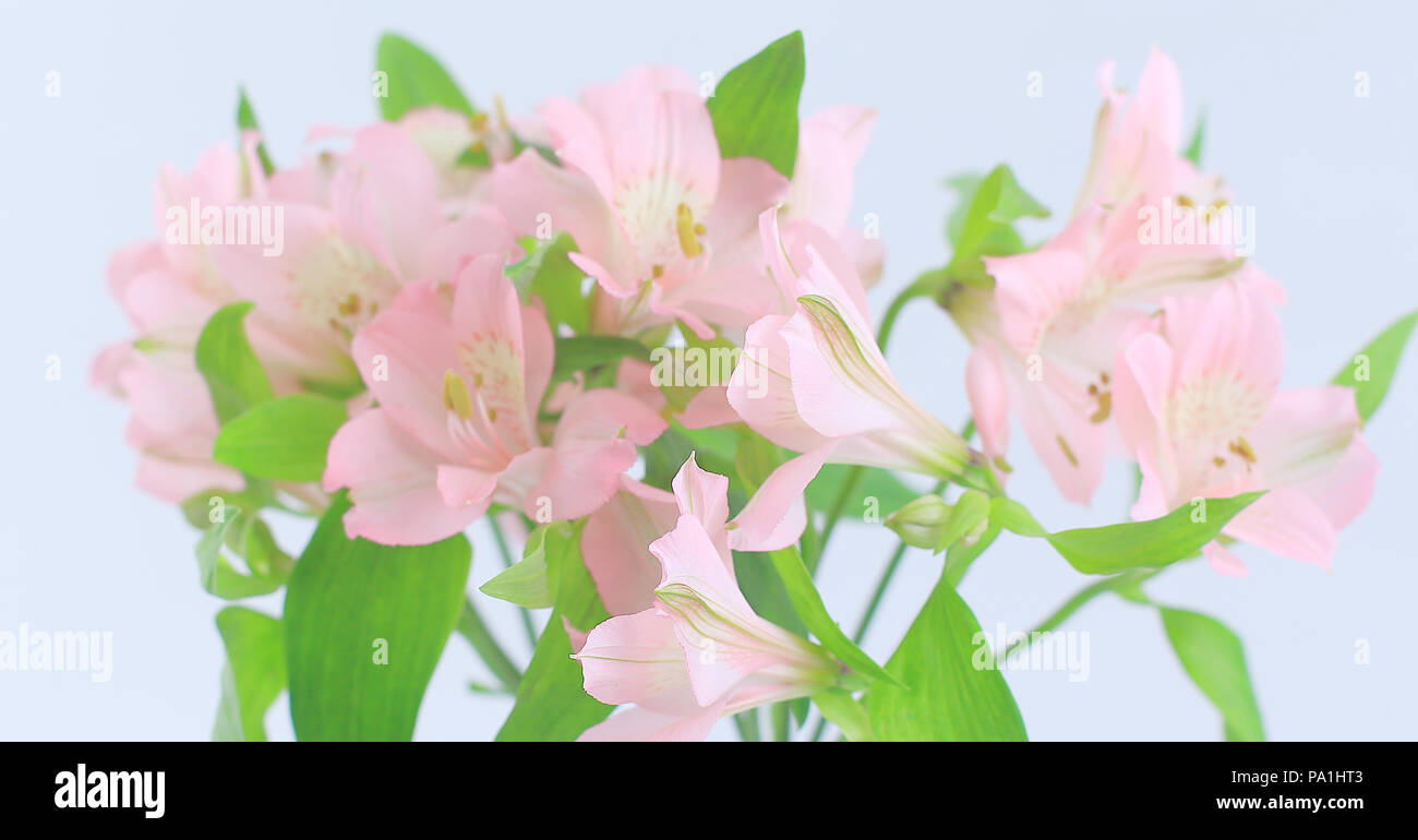 bouquet of flowers isolated on a light background Stock Photo - Alamy