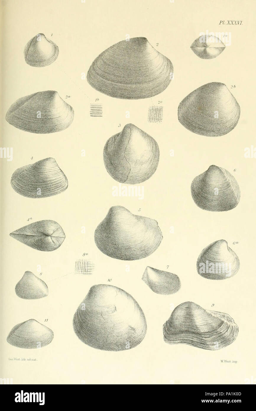 A monograph of the Mollusca from the Great Oolite Stock Photo - Alamy