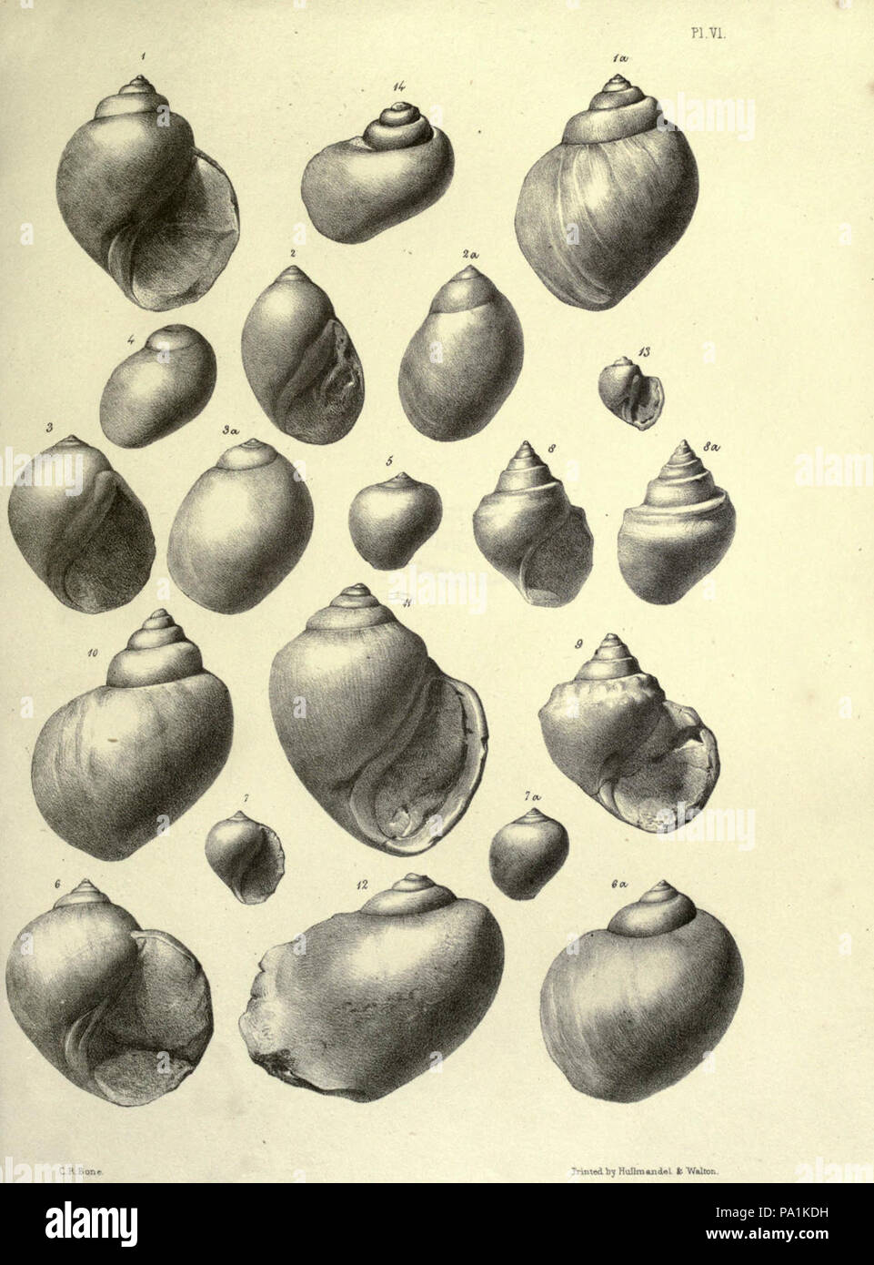 A monograph of the Mollusca from the Great Oolite chiefly from ...