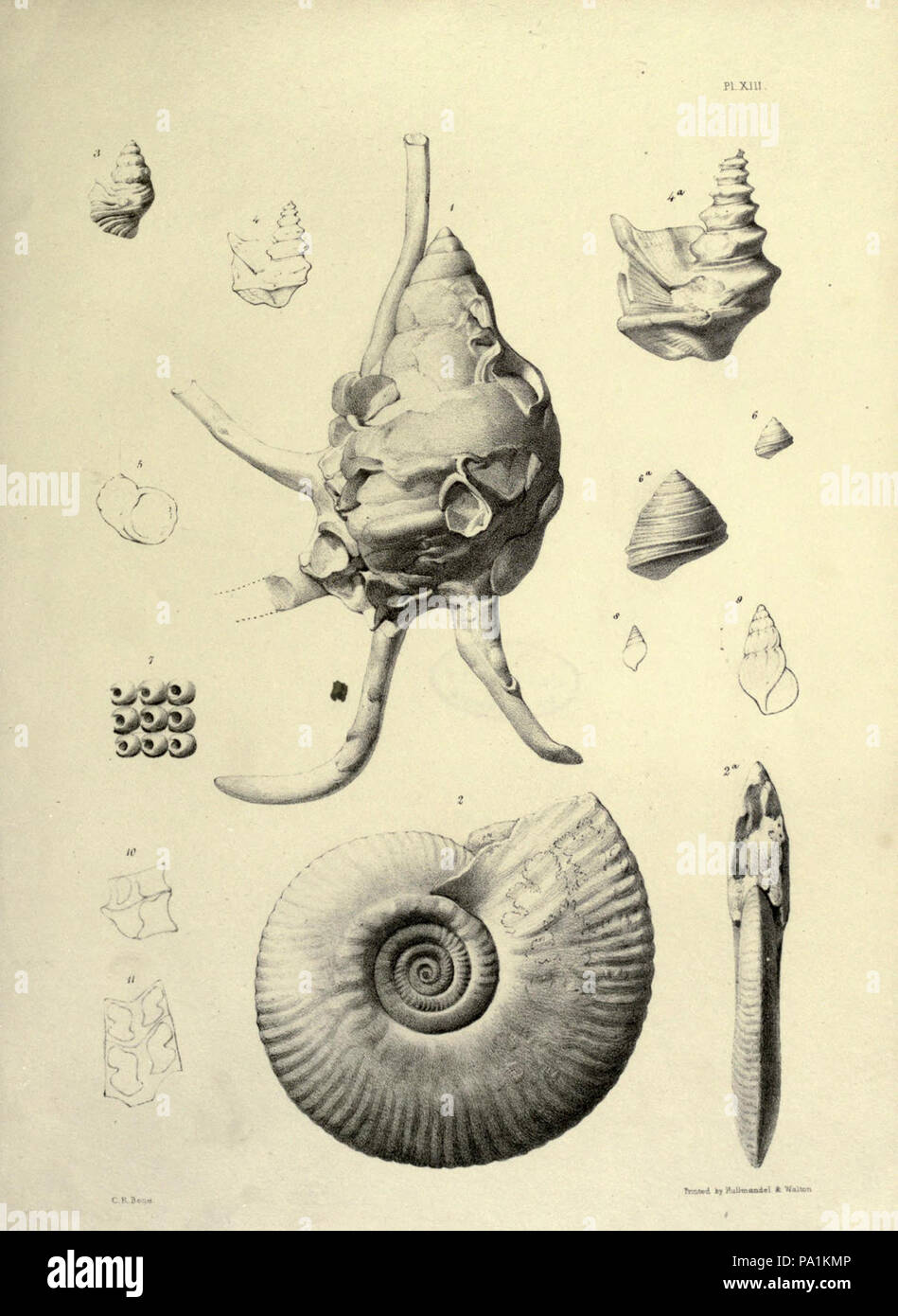 A monograph of the Mollusca from the Great Oolite chiefly from ...