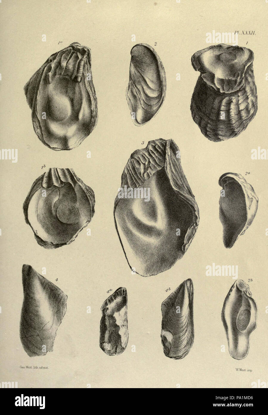 A monograph of the Mollusca from the Great Oolite chiefly from ...