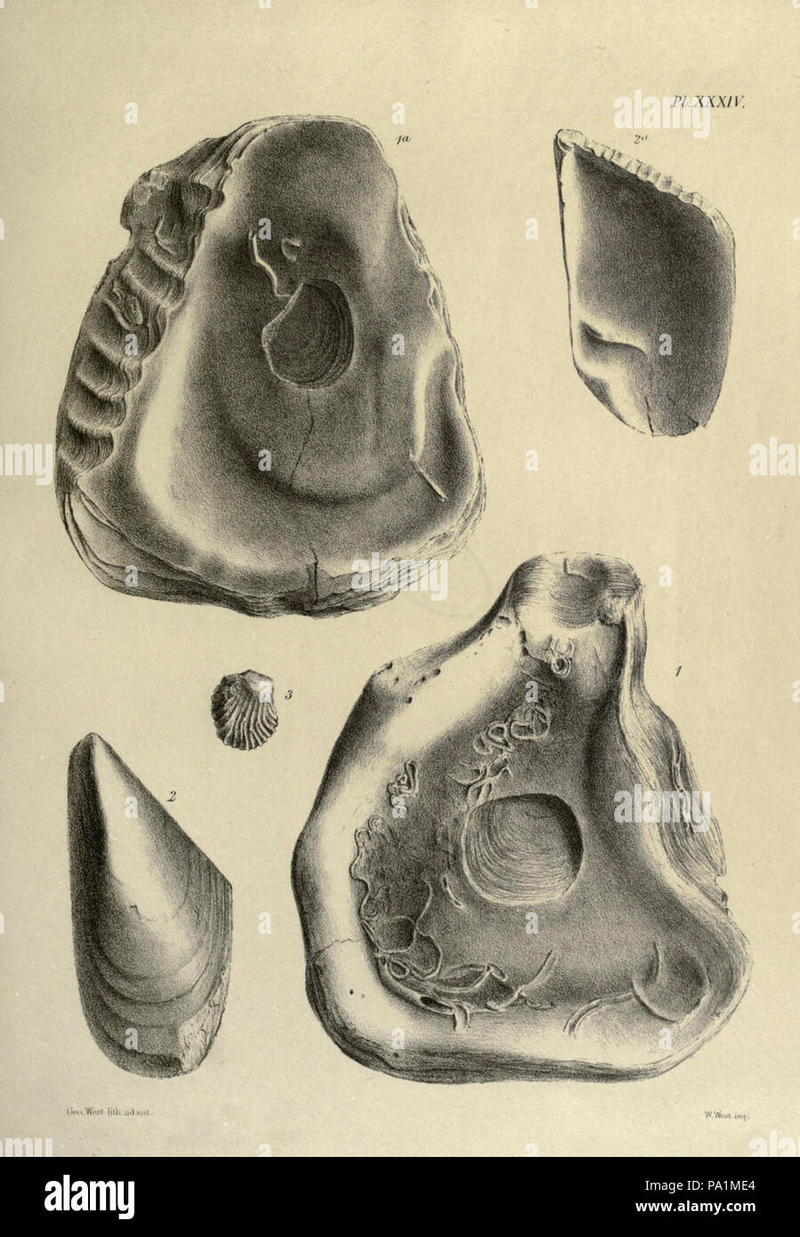 A monograph of the Mollusca from the Great Oolite chiefly from ...