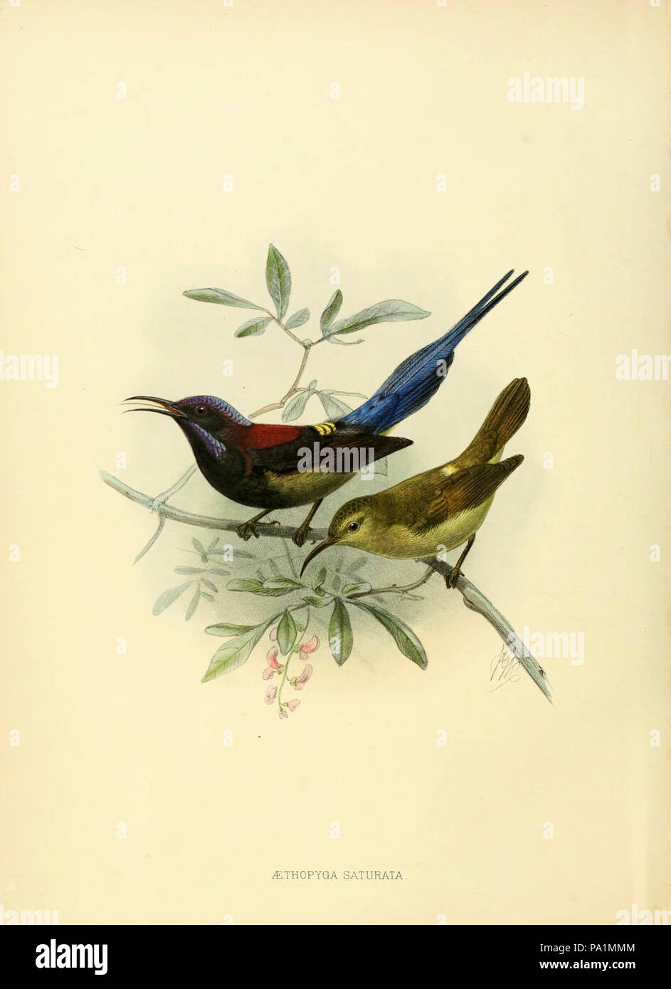 A monograph of the Nectariniidae, or, Family of sun-birds Stock Photo ...