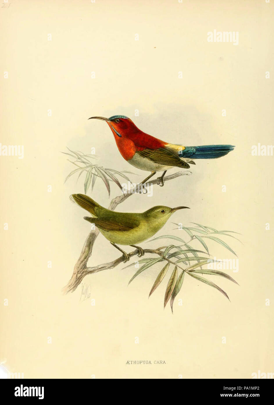 A monograph of the Nectariniidae, or, Family of sun-birds Stock Photo ...