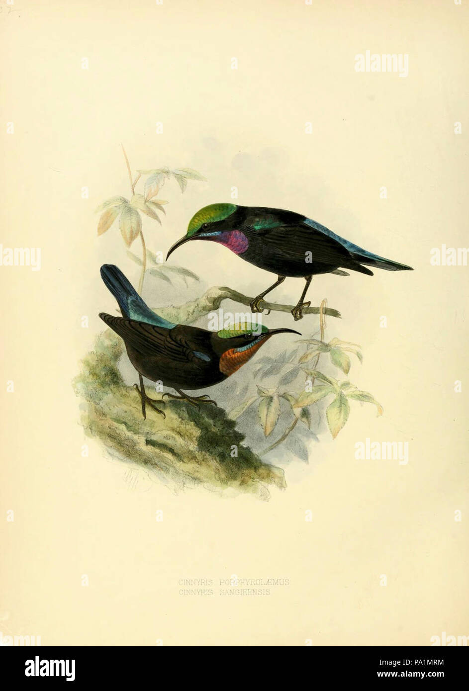 A monograph of the Nectariniidae, or, Family of sun-birds Stock Photo ...
