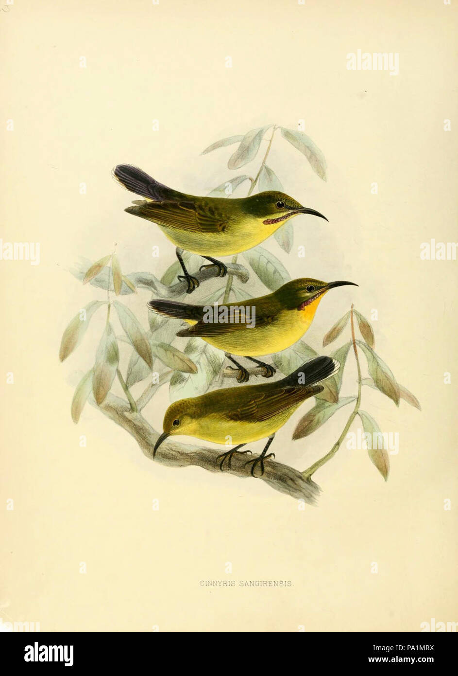 A monograph of the Nectariniidae, or, Family of sun-birds Stock Photo ...