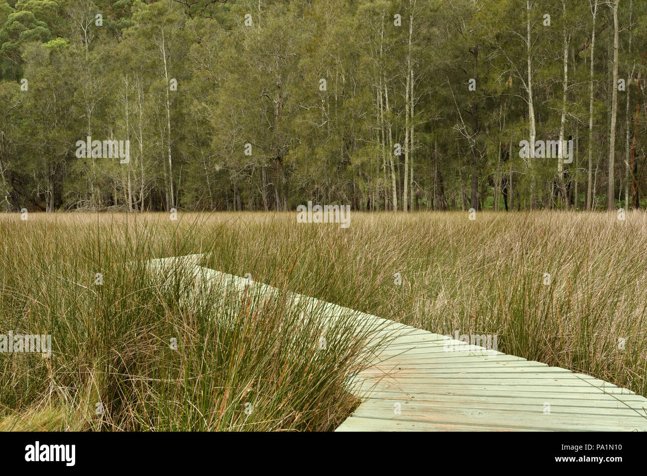 Elevated walkway through trees hi-res stock photography and images - Alamy