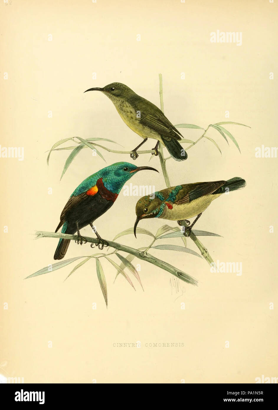 A monograph of the Nectariniidae, or, Family of sun-birds Stock Photo ...