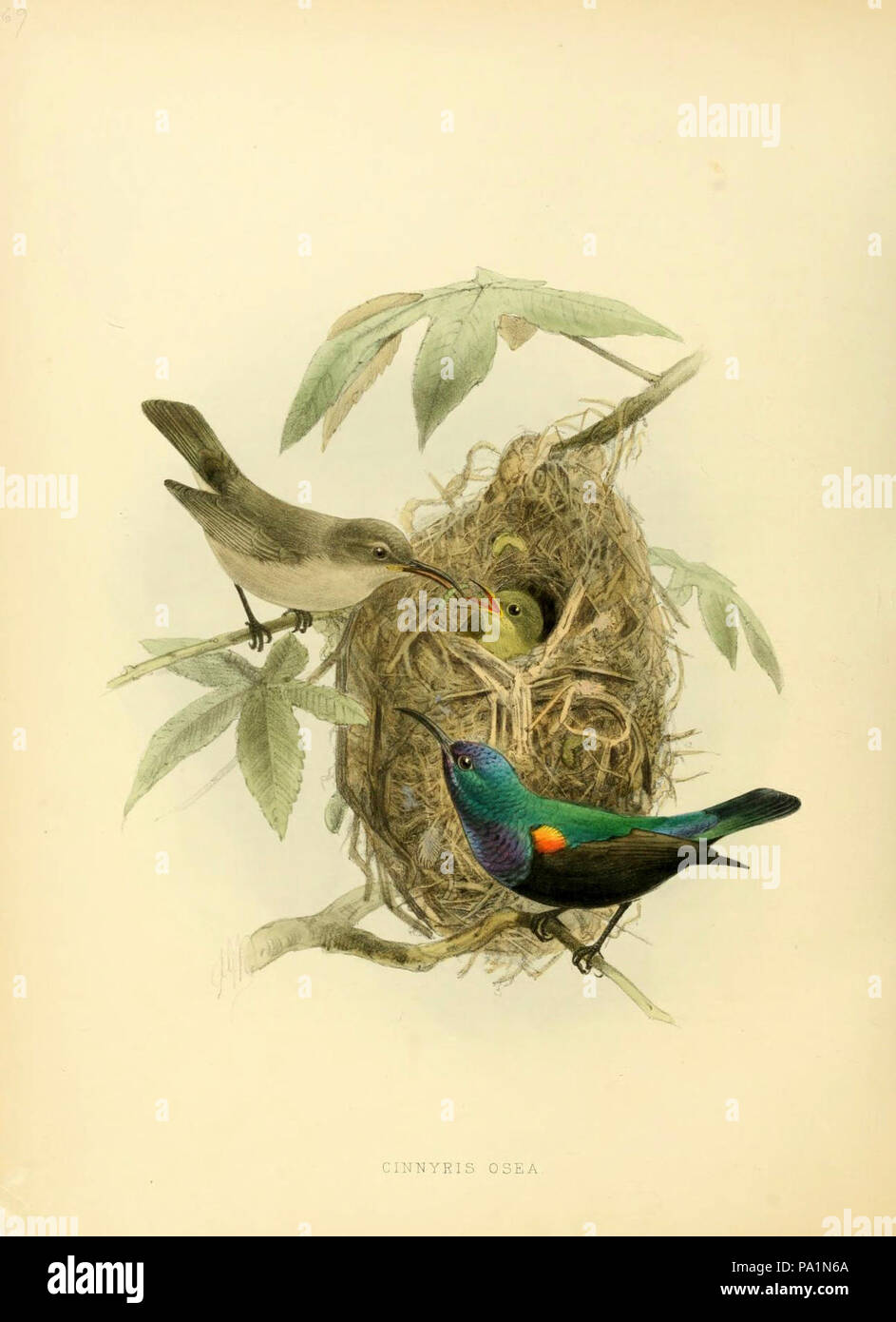 A monograph of the Nectariniidae, or, Family of sun-birds Stock Photo ...