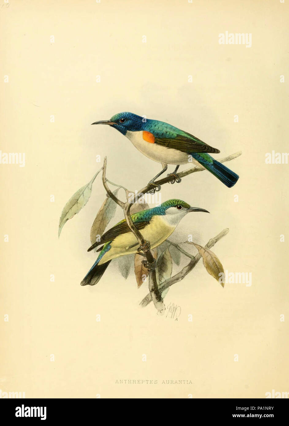 A monograph of the Nectariniidae, or, Family of sun-birds Stock Photo ...