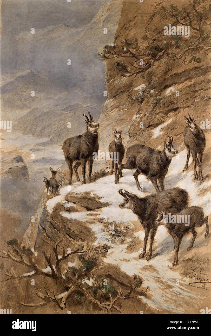 Pausinger Franz Xaver Von - Chamois in High Mountains Stock Photo - Alamy