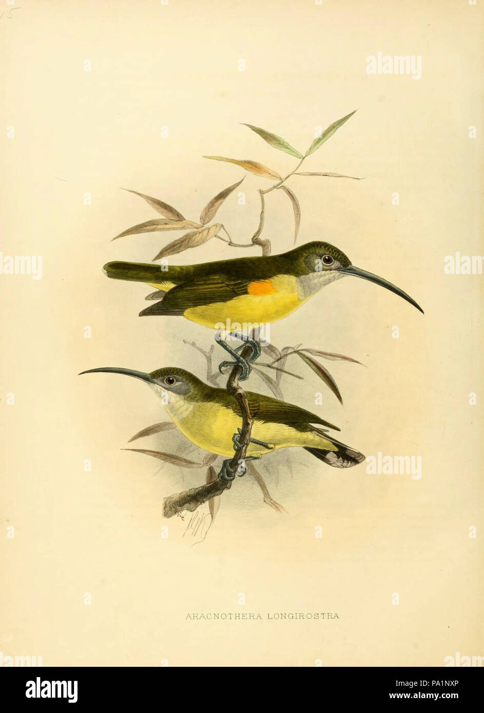 A monograph of the Nectariniidae, or, Family of sun-birds Stock Photo ...