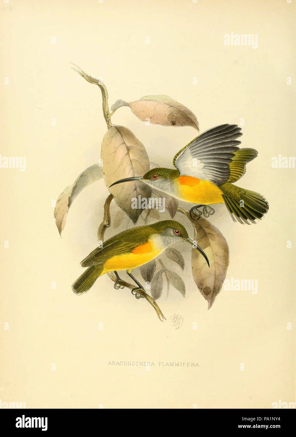 A monograph of the Nectariniidae, or, Family of sun-birds Stock Photo ...