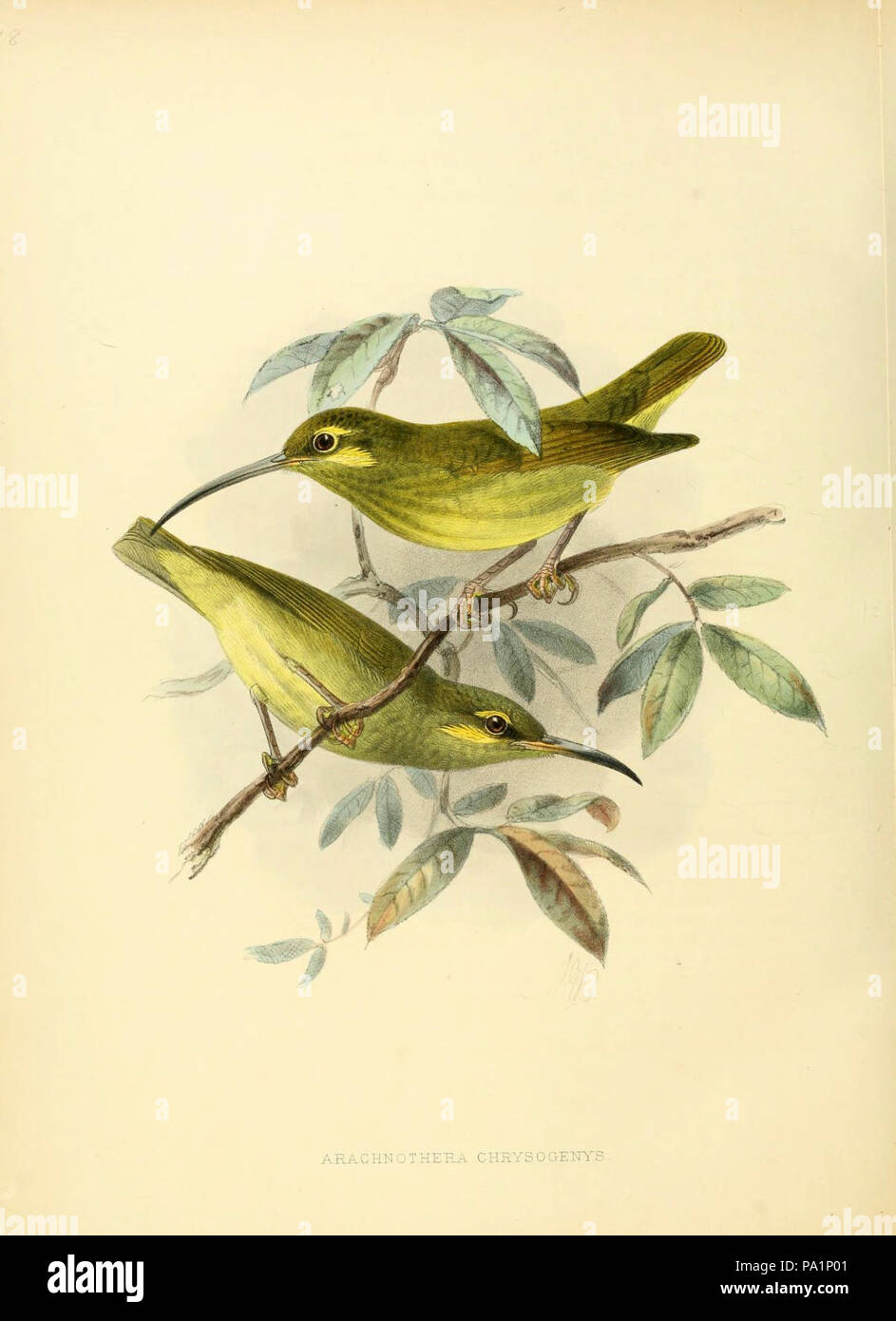 A monograph of the Nectariniidae, or, Family of sun-birds Stock Photo ...