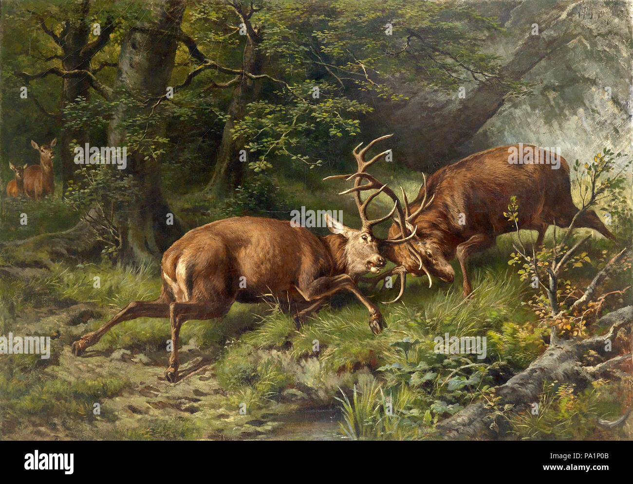 Pausinger Franz Xaver Von - Fighting Stag Stock Photo - Alamy