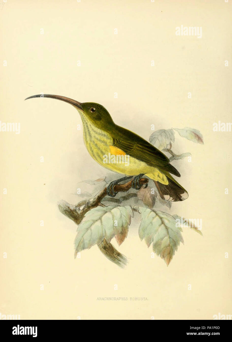 A monograph of the Nectariniidae, or, Family of sun-birds Stock Photo ...