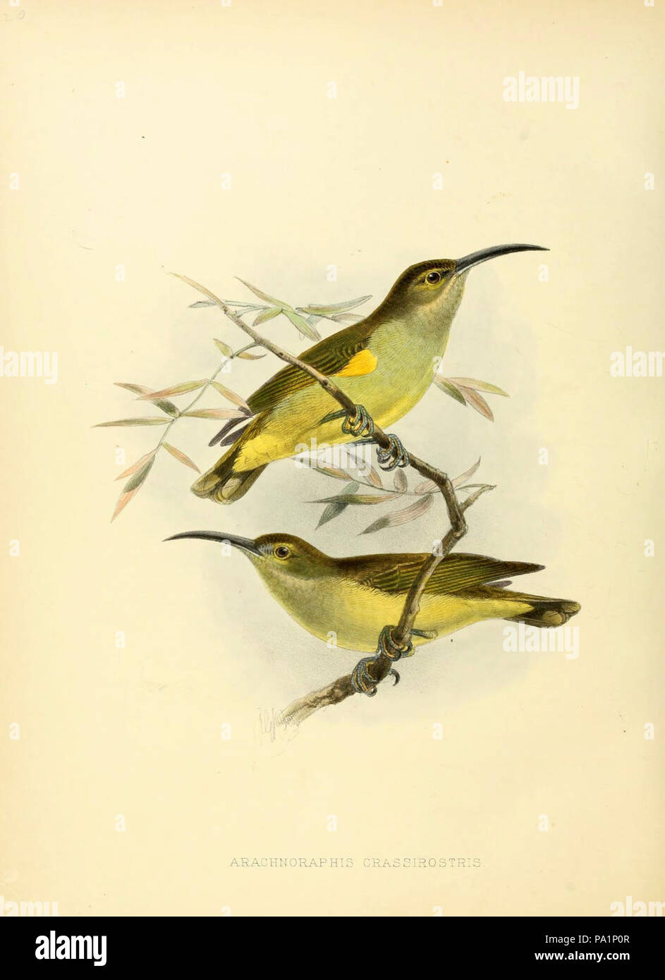 A monograph of the Nectariniidae, or, Family of sun-birds Stock Photo ...