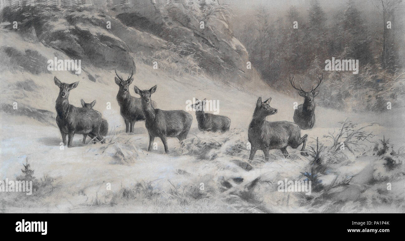 Pausinger Franz Xaver Von - Rotwild IM Winter Stock Photo - Alamy