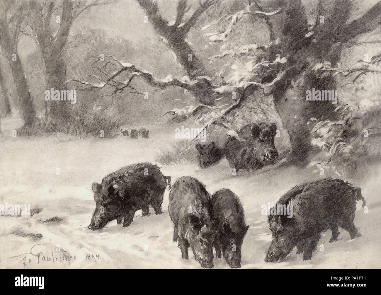 Pausinger Franz Xaver Von - Wild Boars in a Wood Stock Photo - Alamy