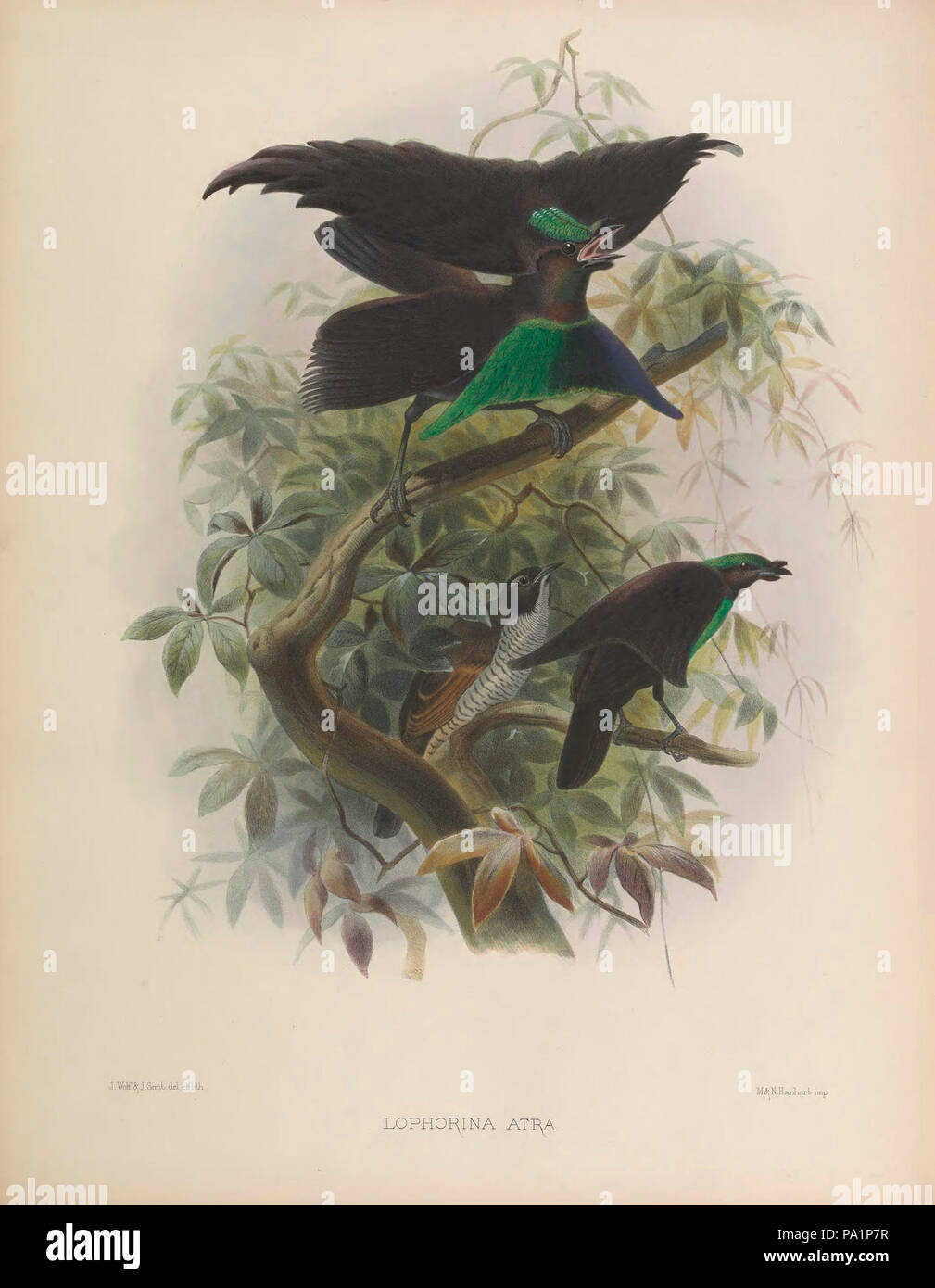 A monograph of the Paradiseidae or birds of paradise (Plate XI Stock ...