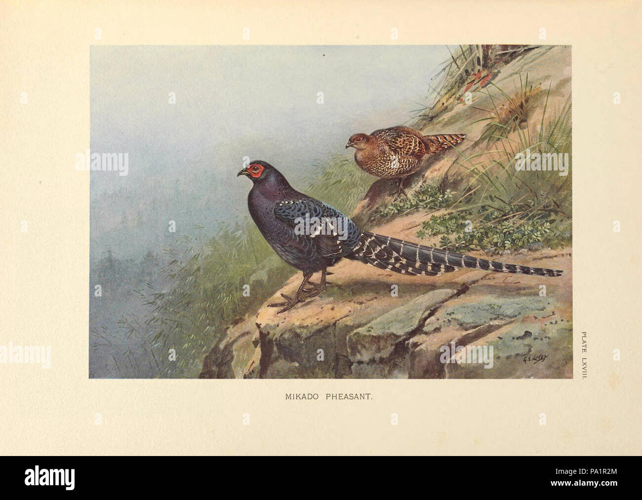A monograph of the pheasants Stock Photo - Alamy