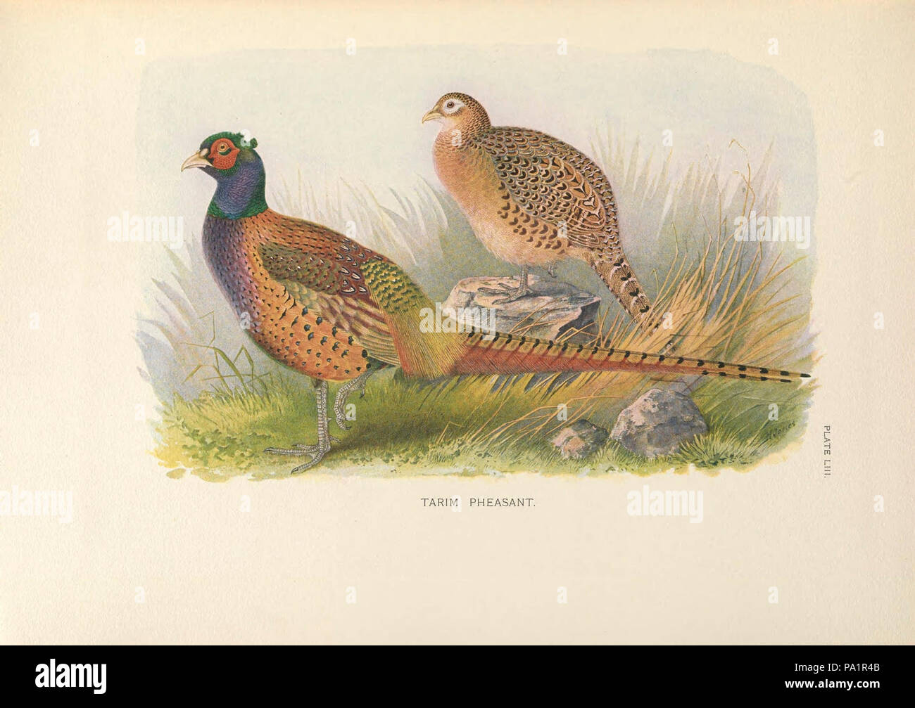A monograph of the pheasants Stock Photo - Alamy