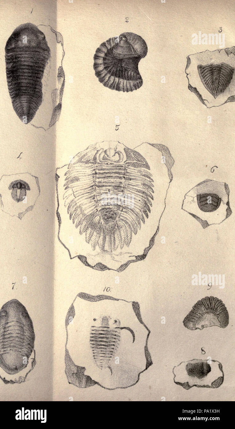 Trilobites artwork hi-res stock photography and images - Alamy