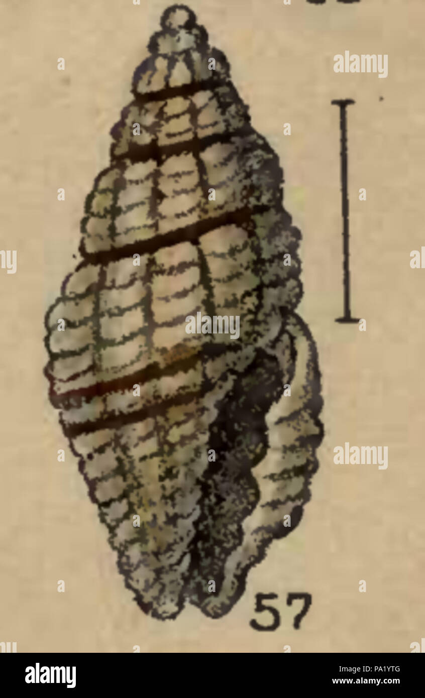 Rugosum hi-res stock photography and images - Alamy