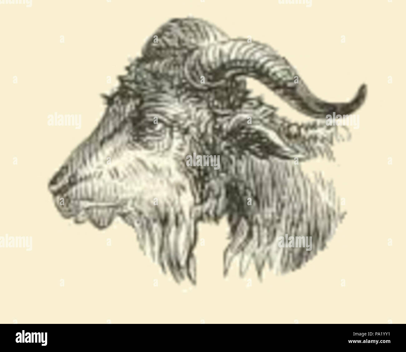 Country animal portrait hi-res stock photography and images - Alamy