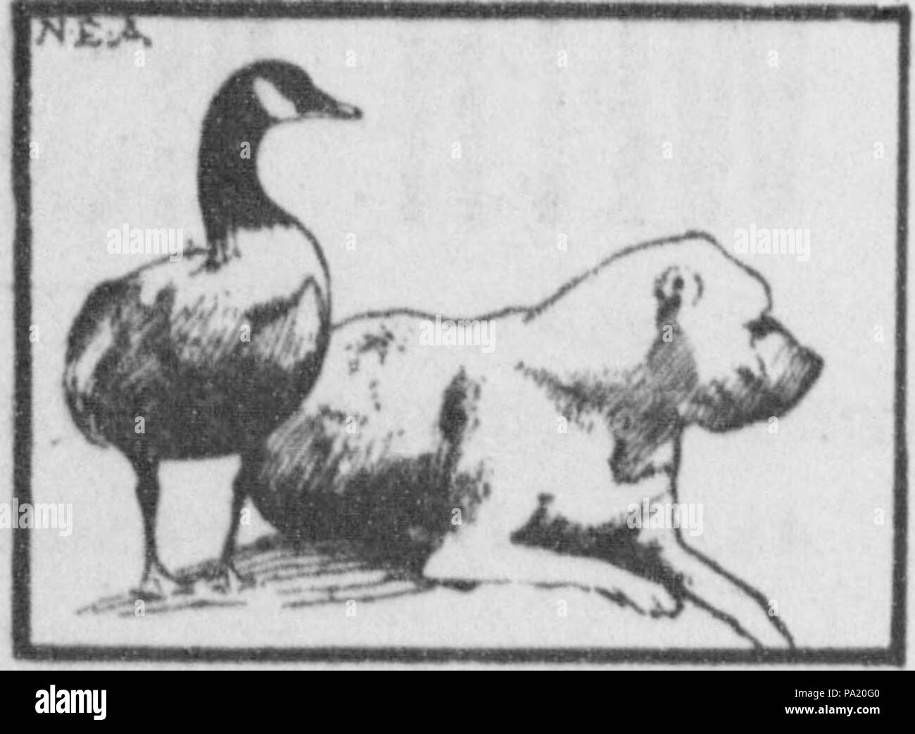 Unusual goose Black and White Stock Photos & Images - Alamy