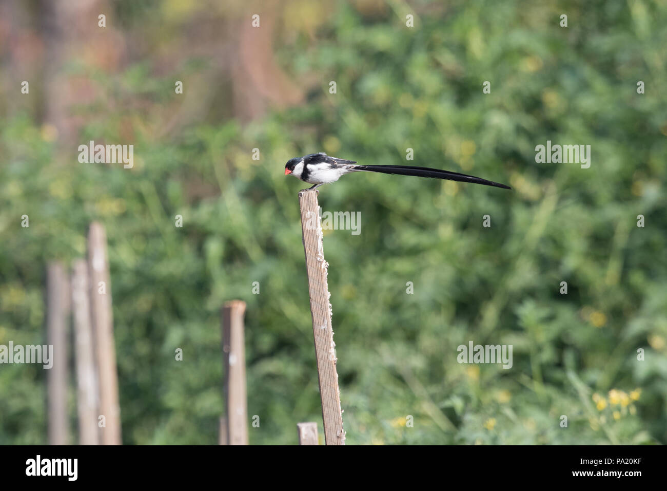 Pin-tailed Whydah (Vidua macroura Stock Photo - Alamy